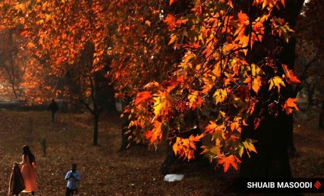 Red, yellow & orange: As Kashmir’s Chinar trees turn colours, tourists ...