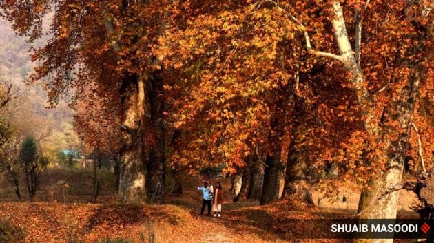Red, yellow & orange: As Kashmir’s Chinar trees turn colours, tourists ...