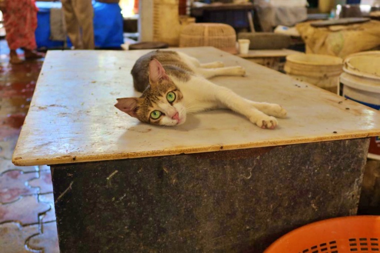 ‘We have nothing but fishing’: Why Kolis of Mumbai are building man ...