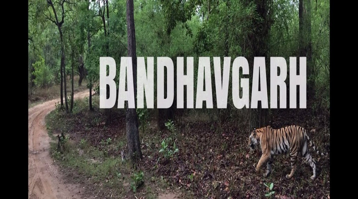 MP: Tiger found dead in Bandhavgarh Reserve | Cities News - The Indian ...