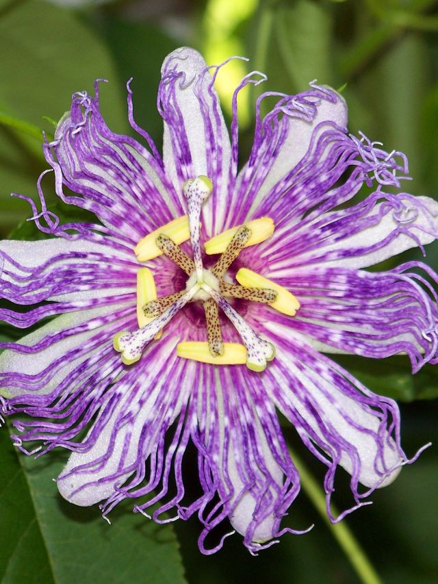 Benefits of Krishna Kamal/Passion flower | The Indian Express
