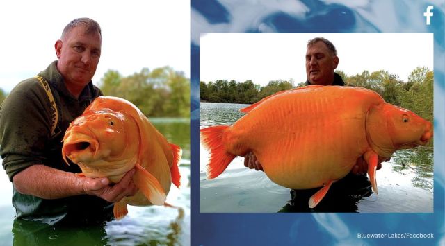 Angler catches goldfish weighing over 30kg from lake in France. See ...