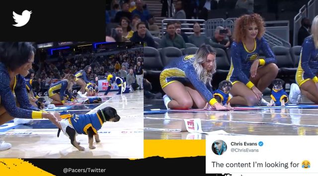 Chris Evans gives a shout-out as NBA team Indiana Pacers holds puppy ...