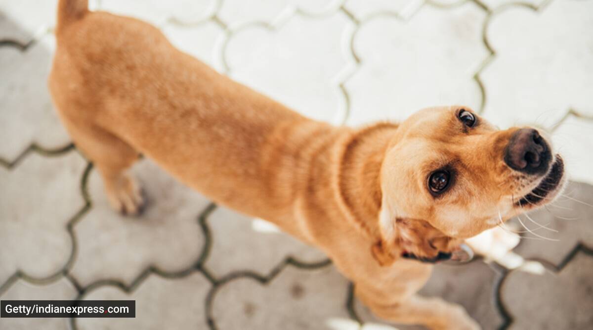 Pet dog bites 6-year-old in Greater Noida: Expert on what pet parents ...
