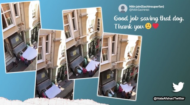 People unite to rescue a terrified dog from building’s ledge. Watch ...