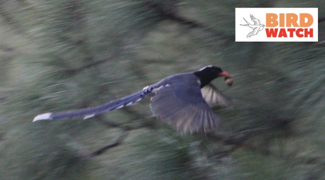 Bird Watch: Red-Billed Blue Magpie, a beautiful bird with a distinctive ...