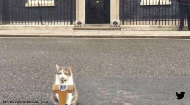 ‘I’m permanent, politicians are temporary residents’: Larry the cat ...