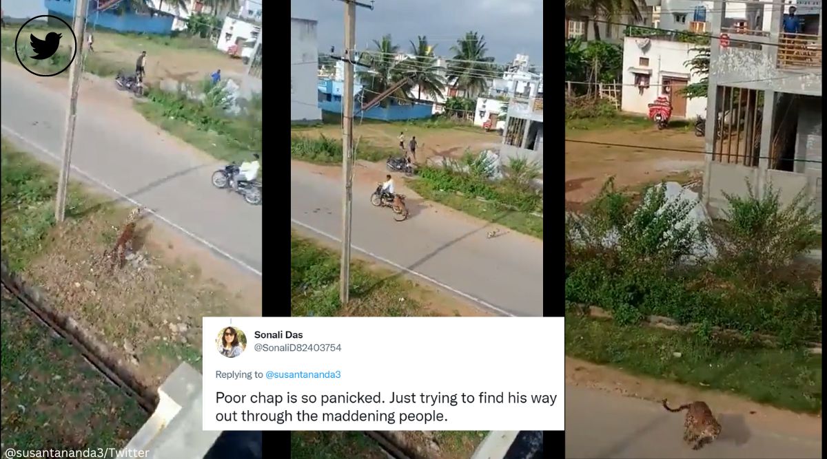 Watch: Leopard runs in panic as people chase it in Mysuru. Rescued by ...