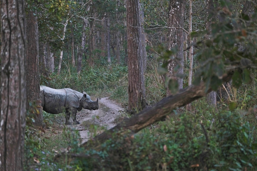 As its trees come back, Nepal notches a victory against deforestation ...