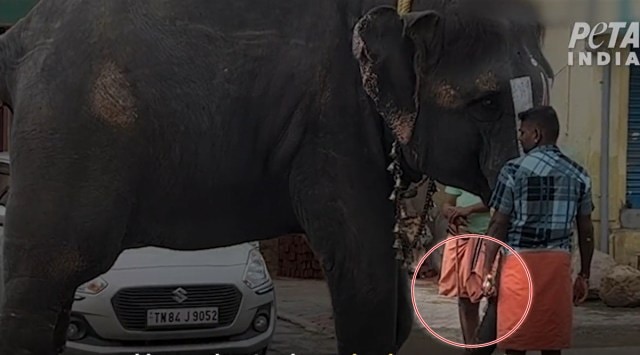 Assam elephant ‘mistreated again’ in Tamil Nadu temple: PETA | Chennai ...