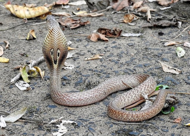 In India, over 64,000 people die of snake bites each year—the highest ...