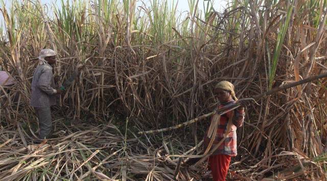 Despite surveys, Maharashtra farmers continue to wait for insurance ...