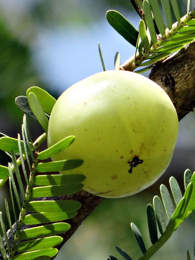 This amla season, here’s how to make the most of this ‘immunity booster ...
