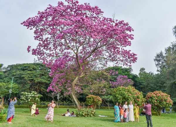 Know Your City: Bengaluru’s rendezvous with the colour pink | Bangalore ...