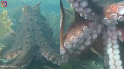 Octopus Live Cam