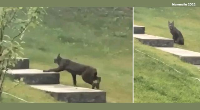 Ever seen a black lynx? Pictures of one have now surfaced online for ...