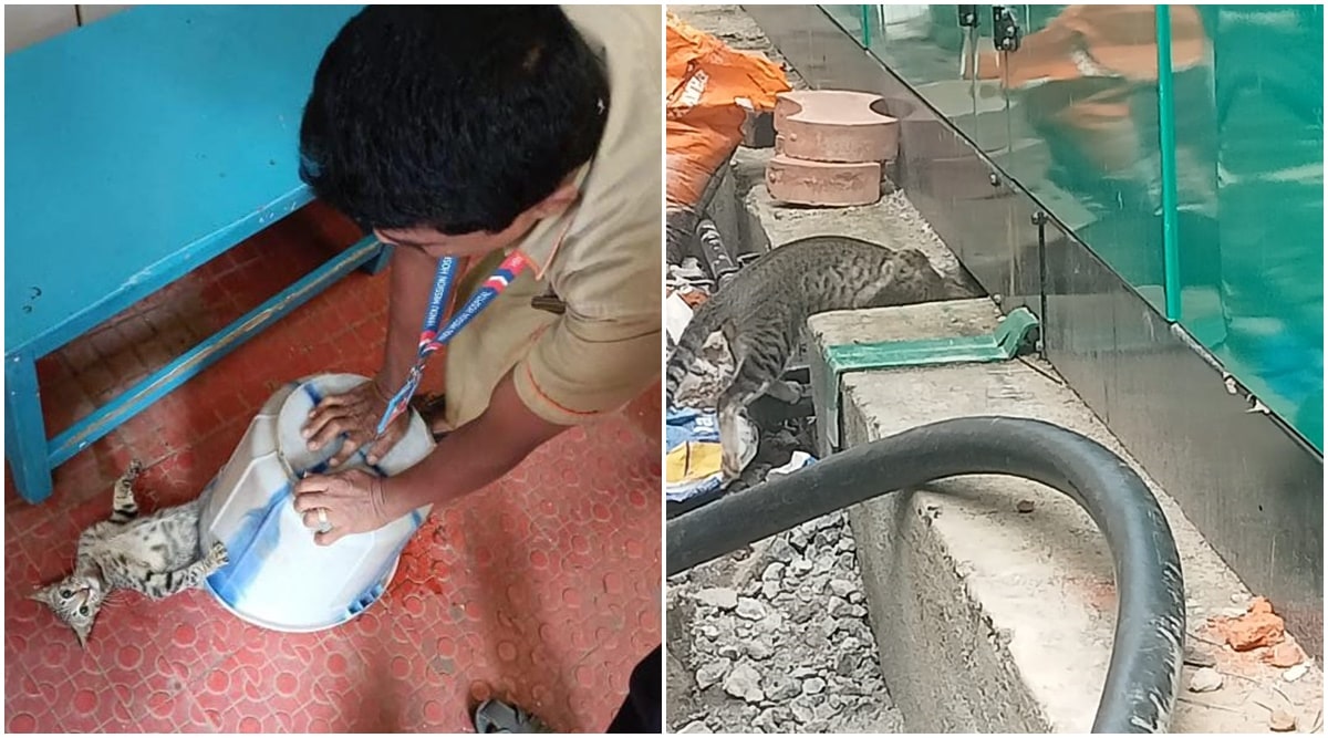 Video of Chennai hospital official torturing cat goes viral, police ...