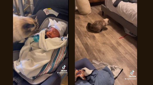 Watch: Cat smells newborn baby and goes to another room to vomit ...