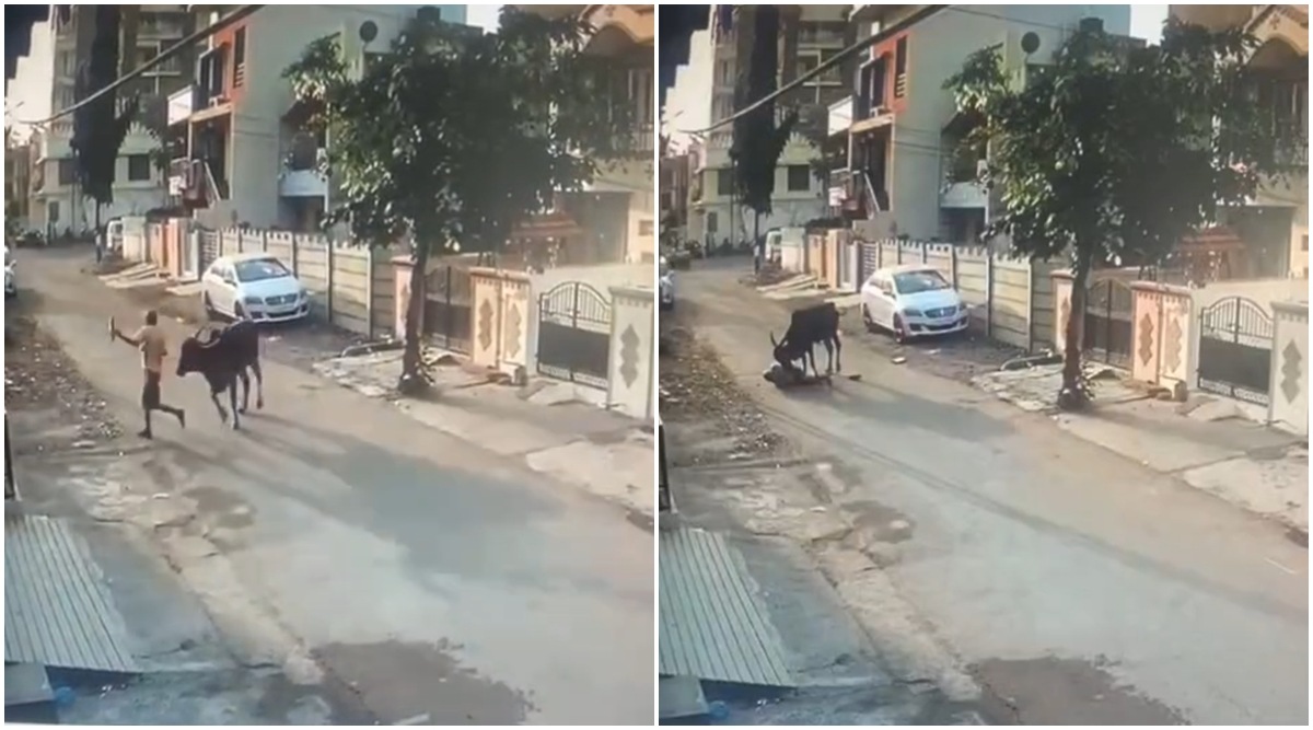 Stray cow ‘kills’ 78-yr-old in Rajkot, case filed a week later | Rajkot ...