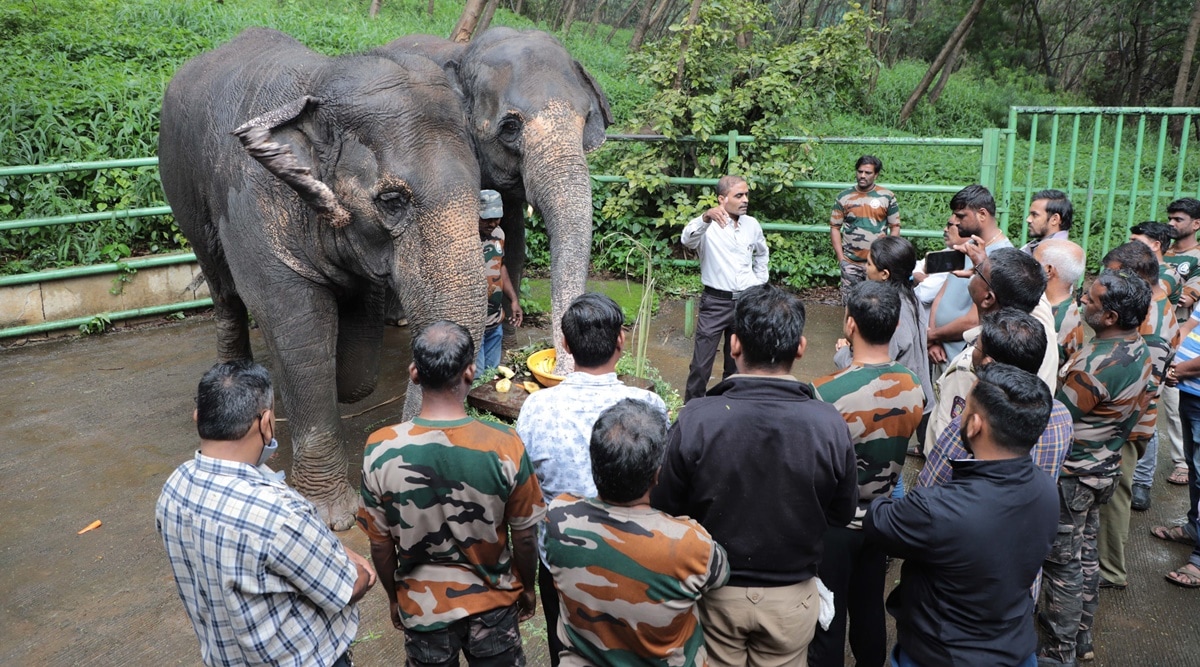 Man-elephant conflict: Karnataka conservationists, forest officials ...
