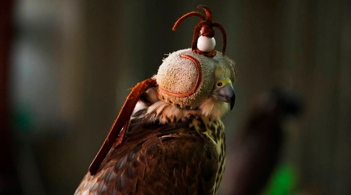 Falcon tradition inspires passion in World Cup host Qatar | Football ...