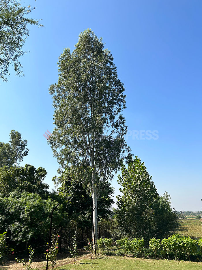 Apple iPhone 14 Plus review, price in India, camera performance