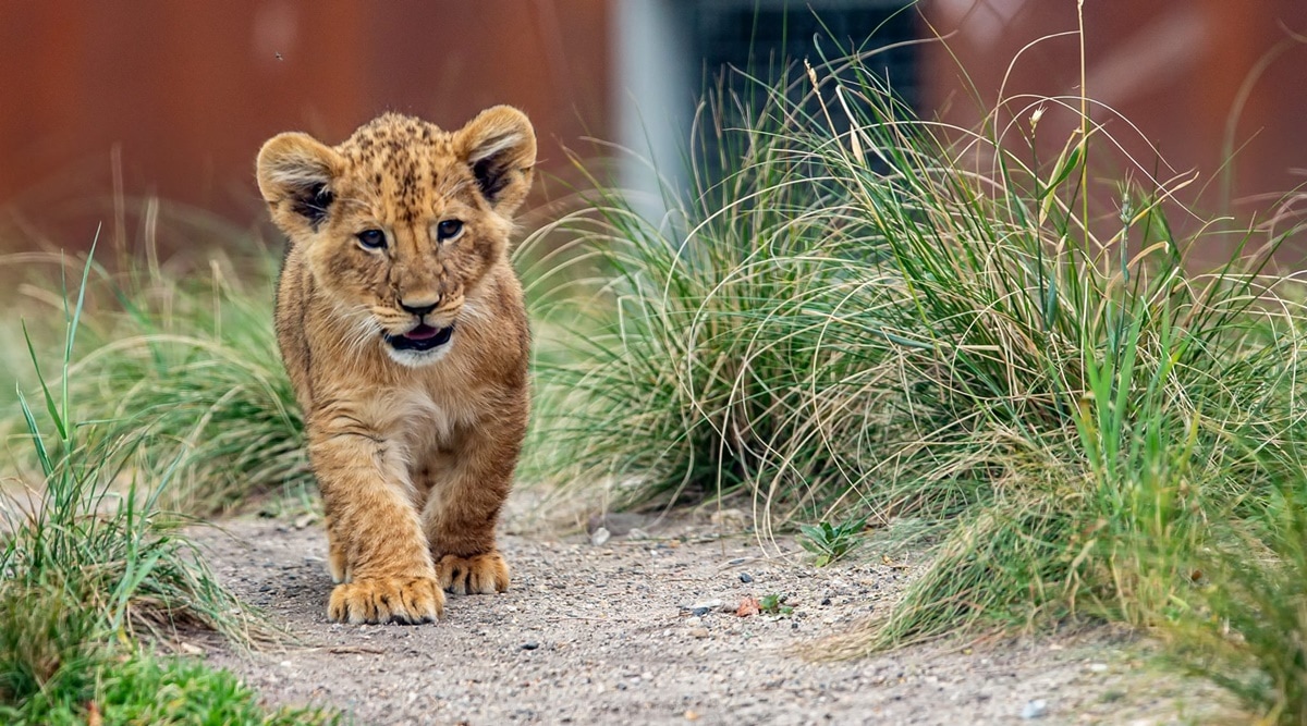 Watch: Lions back in Sydney zoo enclosure after escape | World News ...