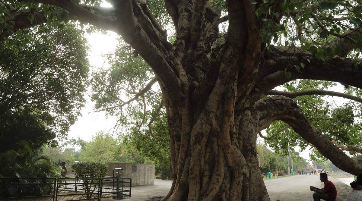 Developer, plot owner booked for ‘felling’ 560 trees in Malad (East ...
