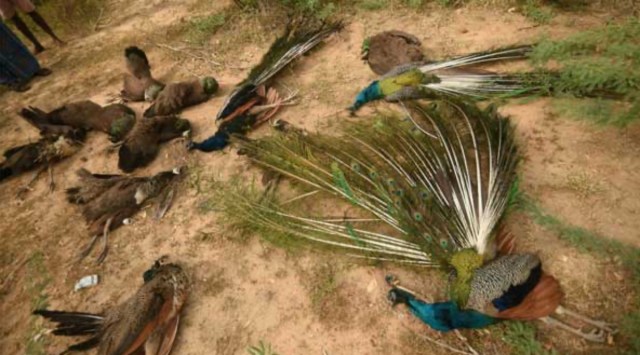 15 peacocks poisoned to death in Tiruchirapalli farm, owner arrested ...