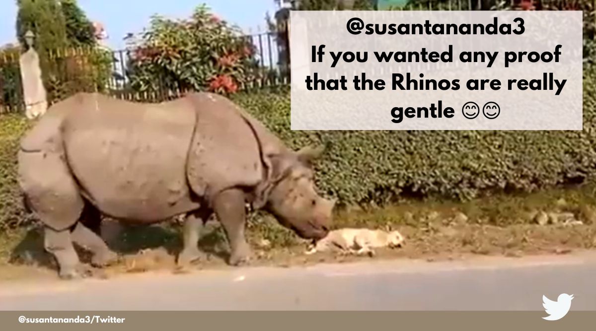 ‘Dog’s dream turns into a nightmare’: Rhino gently pokes sleeping ...