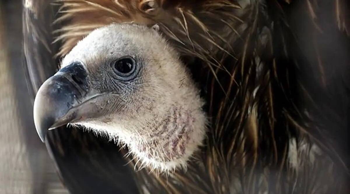Vulture stranded during cyclone in Tamil Nadu flown to Jodhpur | Chennai News - The Indian Express