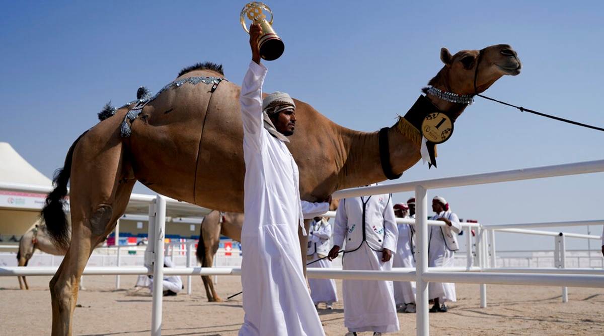 Camel pageant is among World Cup’s sidelines attractions | Life-style ...