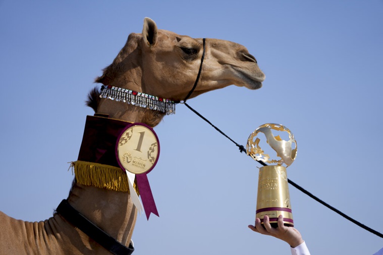 Camel pageant is among World Cup’s sidelines attractions | Life-style ...