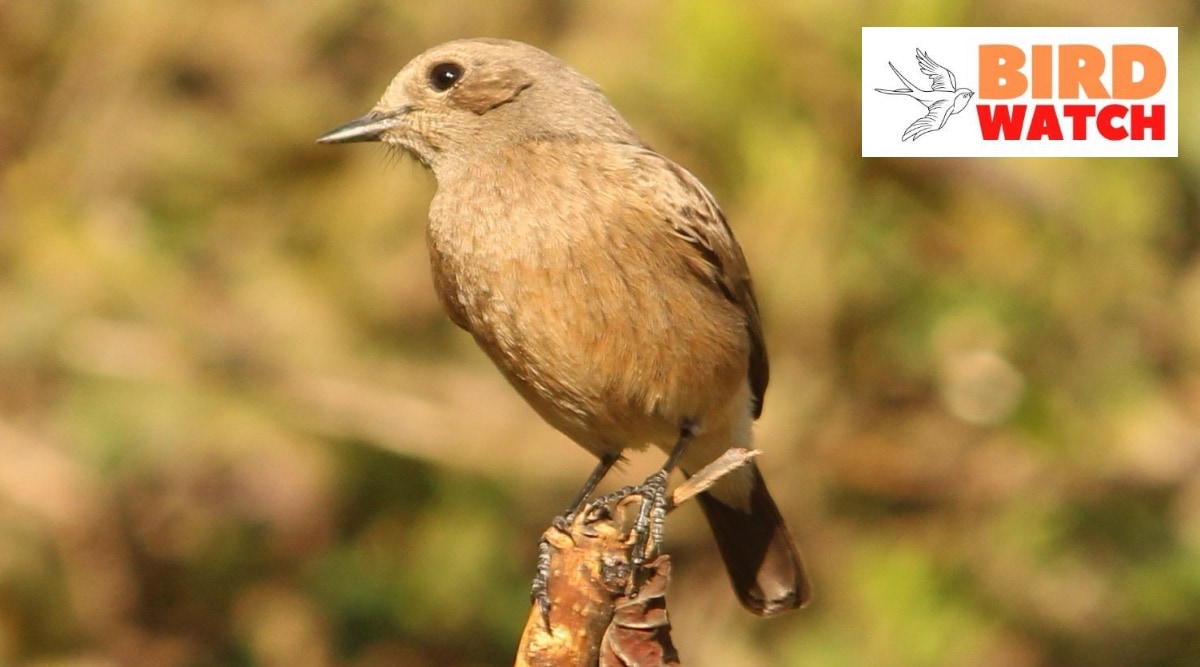 Birdwatch: With a variety of calls, Brown Rock Chat loves to hop around ...