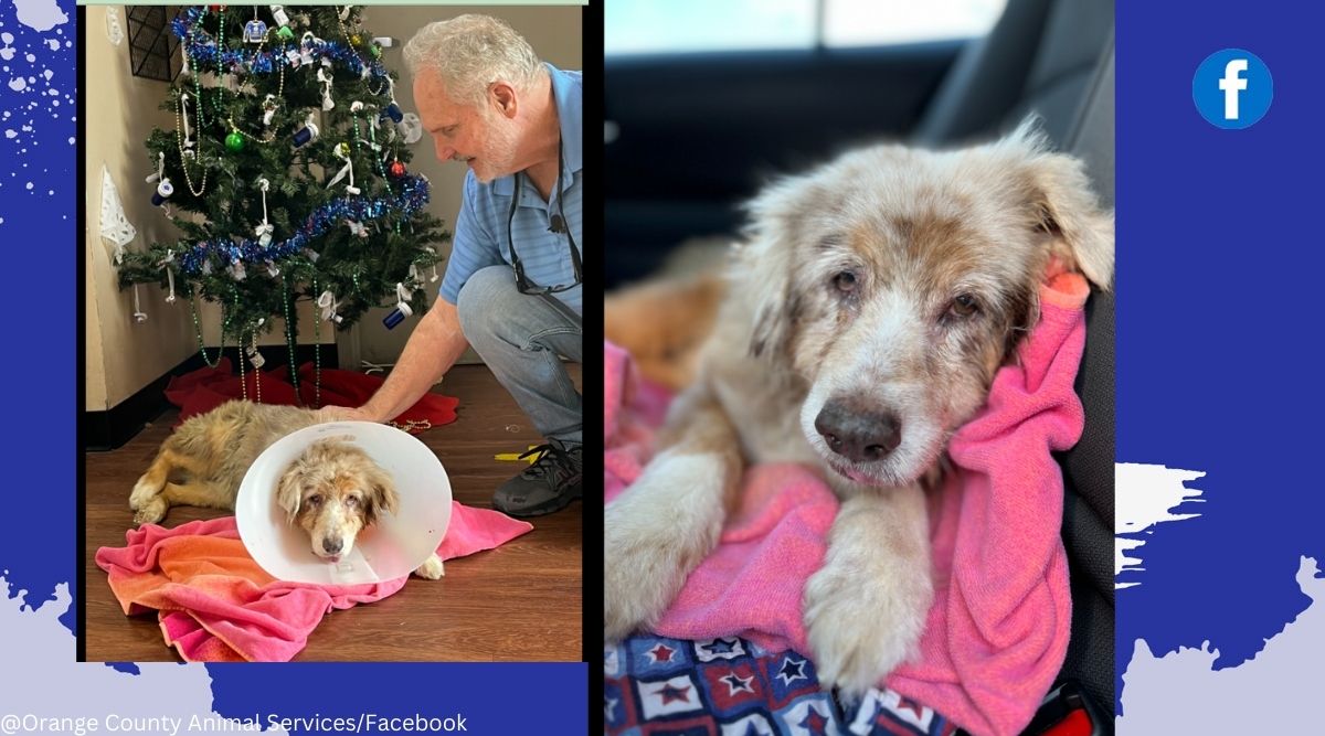 Dog reunited with her family after seven years. Melts hearts of ...