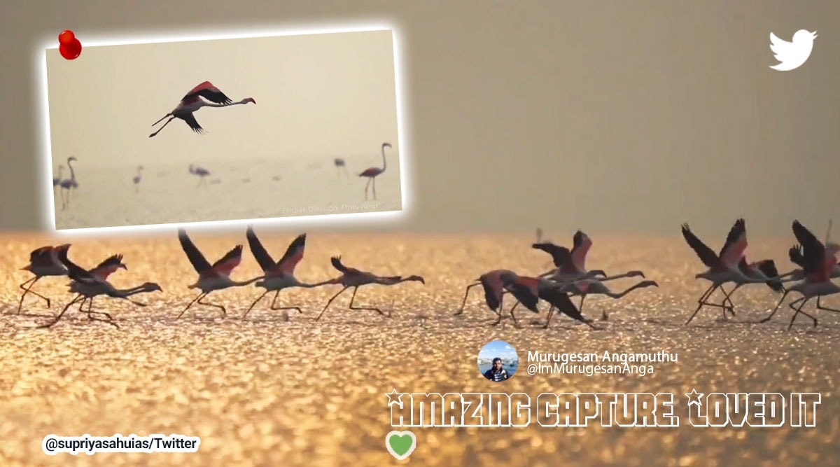 ‘Mesmerising indeed’: More than 50,000 flamingos flock Tamil Nadu sanctuary | Trending News ...