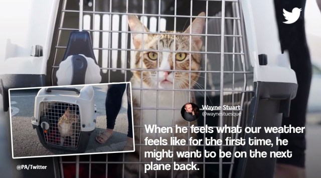 Football’s not coming home but a stray cat from Qatar will join England ...