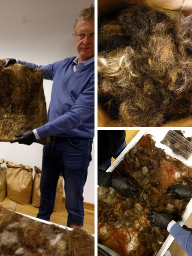 Human hair recycled in Belgium to protect the environment | The Indian ...