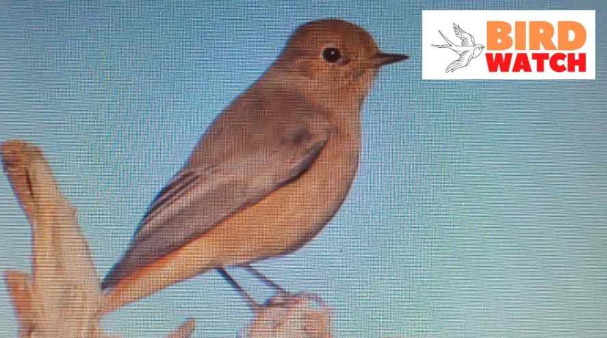 Birdwatch: Black redstart, a common winter visitor to Chandigarh | The ...