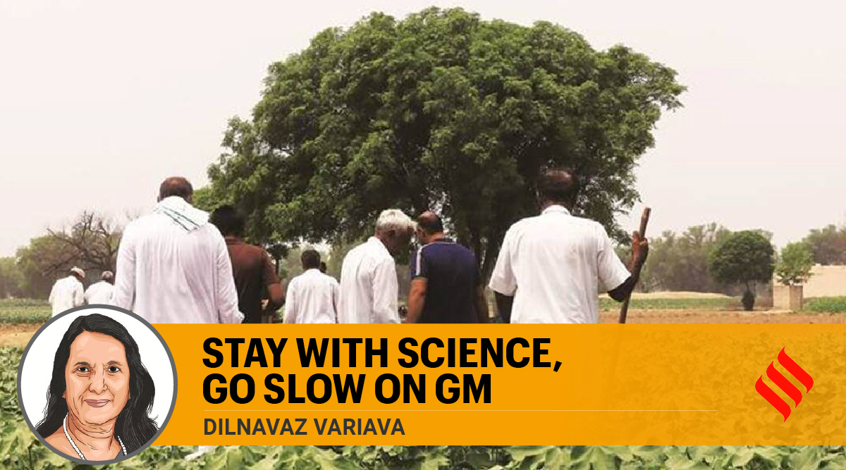 Stay with science, go slow on GM crops Transgenic technology | The ...