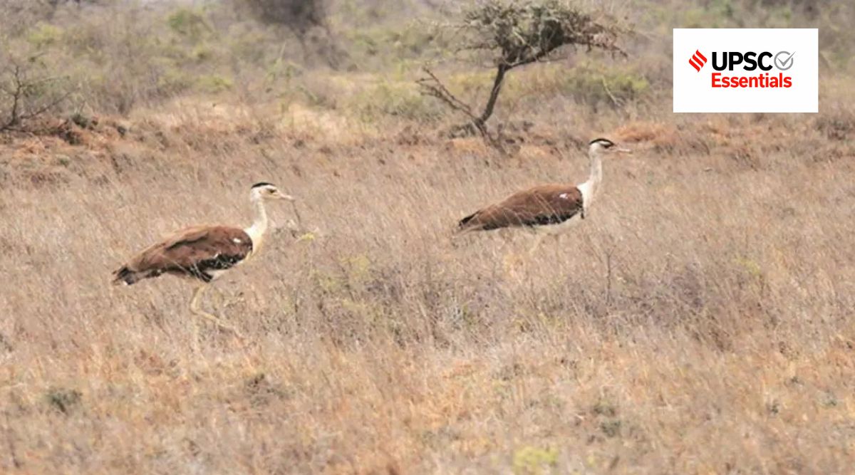 UPSC Essentials| Weekly news express with MCQs : Project GIB ...