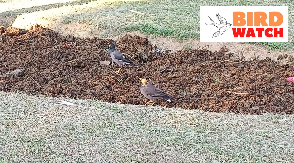 Birdwatch: Common Myna, an all-season bird with an aggressive streak ...