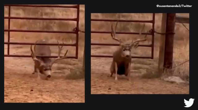 Deer escapes a barred gate with excellent manoeuvring. Watch it here ...