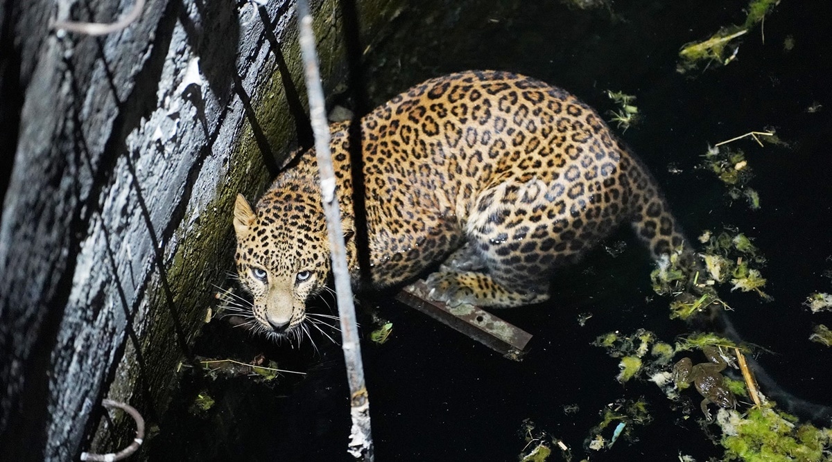 NGO, forest department rescue 2 leopards in separate incidents in ...