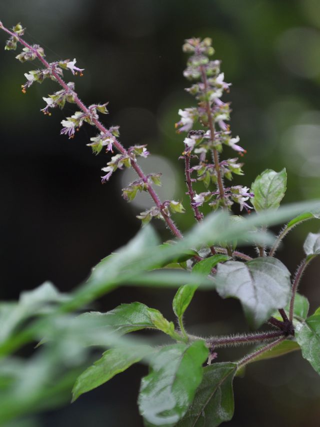 Benefits of holy tulsi | The Indian Express