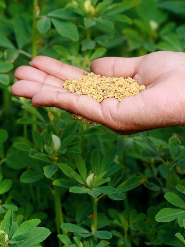 Benefits of methi | The Indian Express