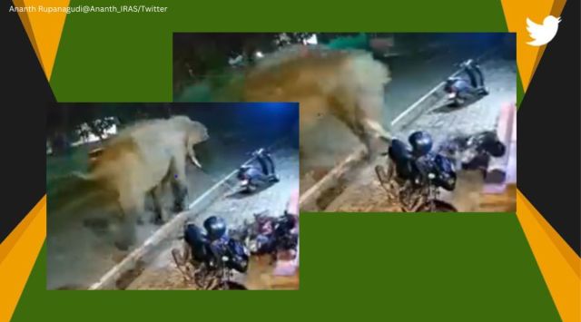 ‘Ronaldo kick’: Elephant charges at bike parked on road | Trending News ...