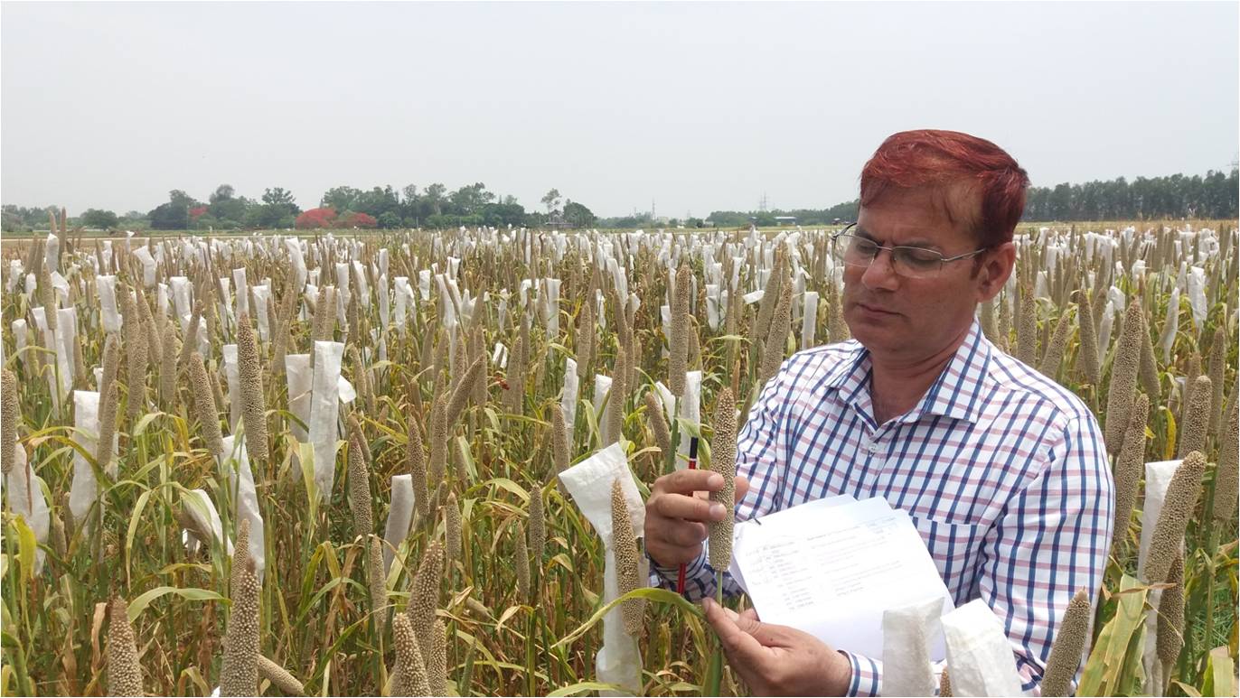 The International Year of Millets: how India’s govt can promote the ...