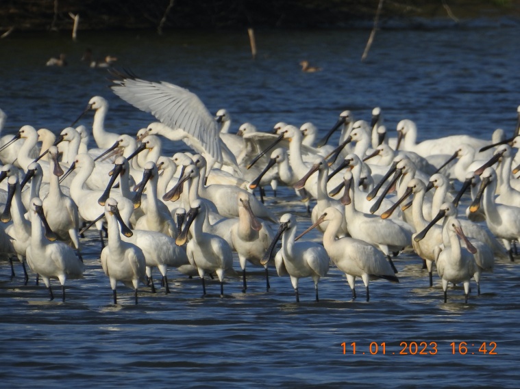 Birds Without Borders: A day at Gujarat’s Nadabet on the Indo-Pak ...