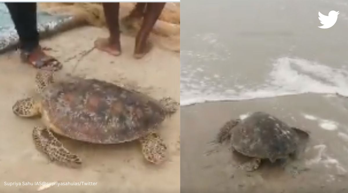 Trapped in fishing net, green turtle gets a new lease of life; goes ...